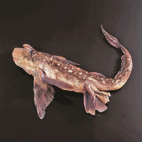 Ratfish Preserved Animal Materials