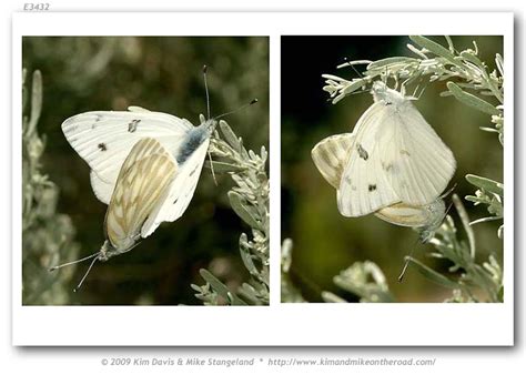 Pontia Protodice Checkered White