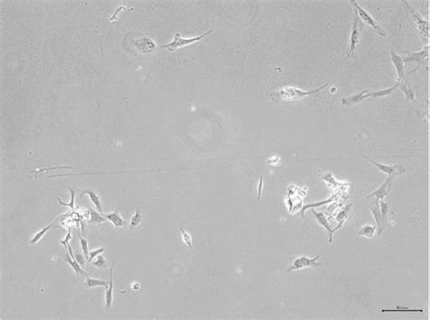 Np Cells Observed Under An Inverted Phase Contrast Microscope A Np