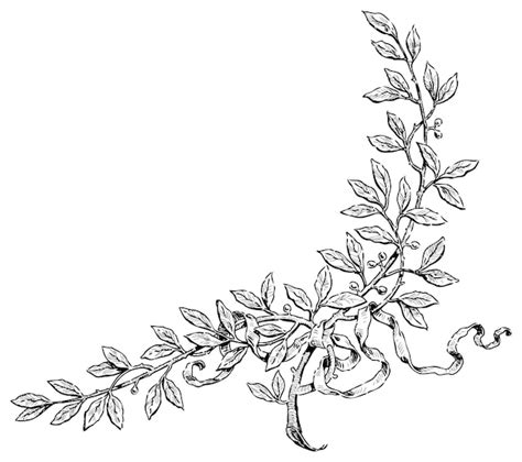 Dessin à La Main De Branches De Laurier Avec Bande D Illustration