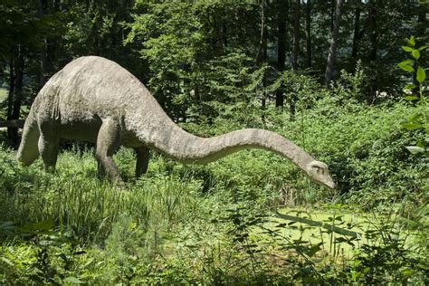 Cel mai mare schelet de dinozaur din lume este scos la vânzare Suma la