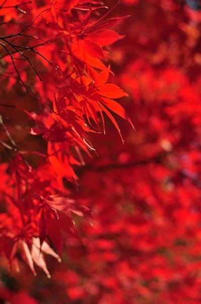 フリー素材 真っ赤に染まった紅葉を撮影した写真素材鮮やかな彩りがとっても綺麗