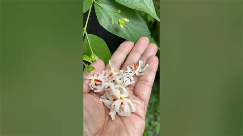 আমার শিউলী গাছে ফুল ফুটেছে। Flowers Youtube