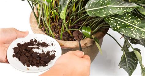 Dicas secretas para fazer suas plantas crescerem mais rápido