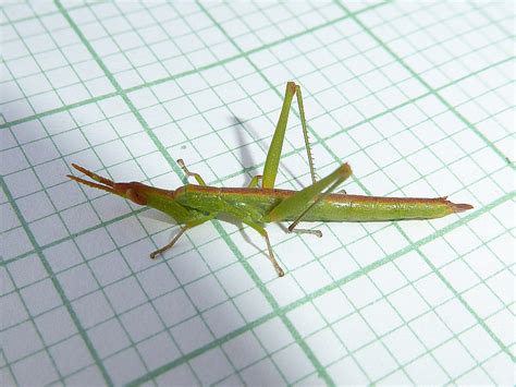 Heide Sp 1 Friends Of Queens Park Bushland