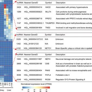 Differential Expression Of LncRNAs Across Developmental Tissues