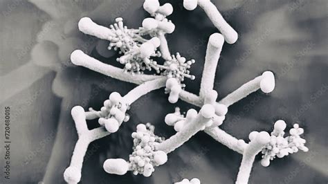Bacteria Fungi Mold And Yeast On A Dark Background Candida Yeast