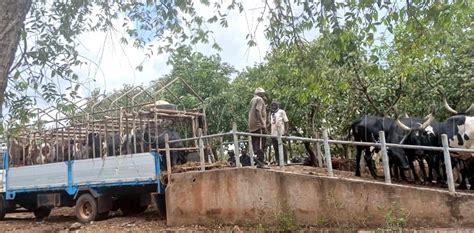 Balaalo Eviction 240 Head Of Cattle Driven Out Of Amuru Bukedde