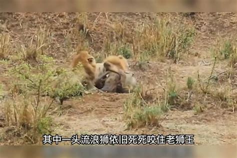 流浪雄狮太凶残，竟直接咬断狮王脊椎，不给对方东山再起的机会东山脊椎雄狮