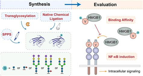 41 Investigation Of N Glycan Functions In Receptor For Advanced