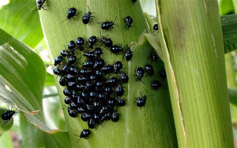 Flea Beetle Control Wipe Out These Pests Epic Gardening