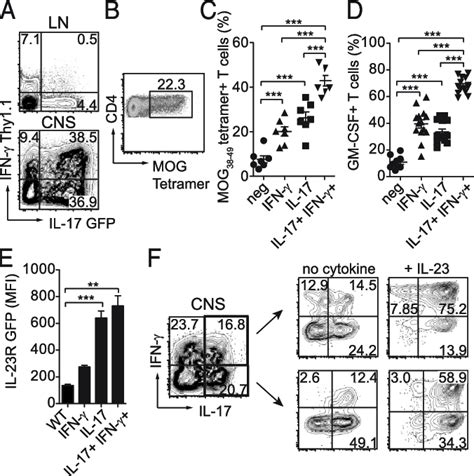 Signature Of Pathogenic Il 17 Ifn G Th17 Cells A Expression Of
