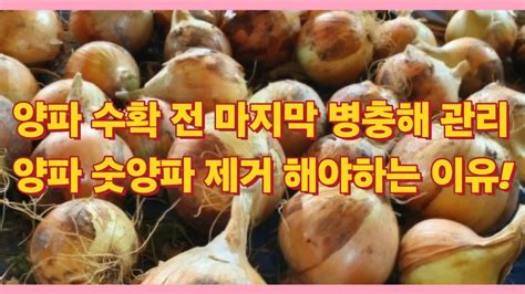 양파 수확 전 마지막 병충해 예방법 및 양파 수확 후 오랫동안 보관하기 위해 수확 전 3가지는 꼭 해야하는 일들농사의신