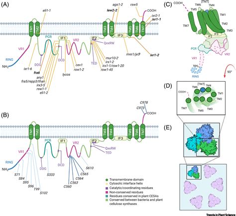 Insights From The Structure Of A Plant Cellulose Synthase Trimer