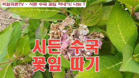 내 몸은 장작이요 내 삶은 불꽃이다 수국 꽃잎 훓기 Youtube