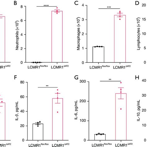 Effect Of At2 Cell Specific Lcmr1 Deletion On Cellularity And