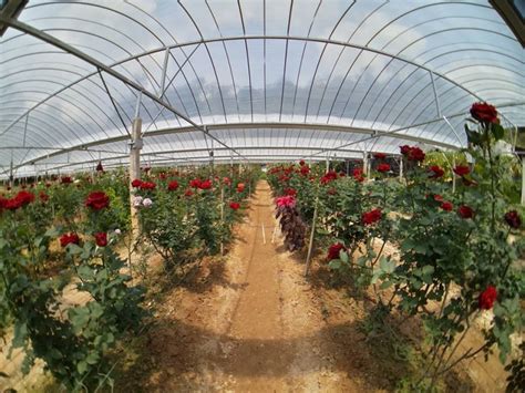 สวนดอกไม้เมืองหนาวเบตง