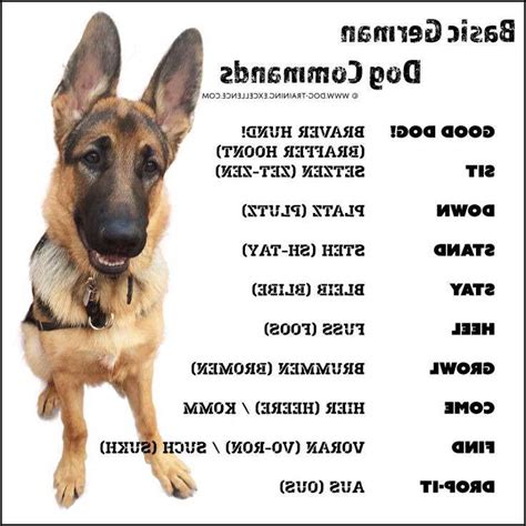 German Shepherd Training Tools