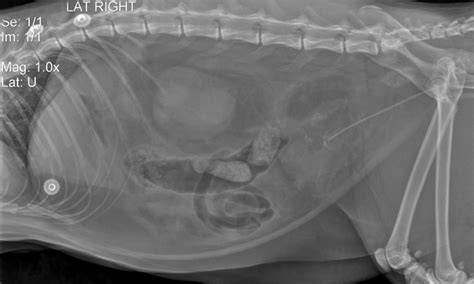 The Case The Complicated” Blocked Cat Clinicians Brief