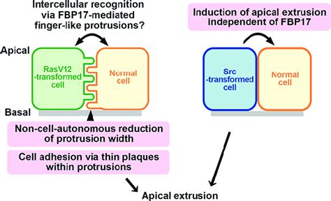 Schematic Diagrams For Intercellular Recognition At The Boundary