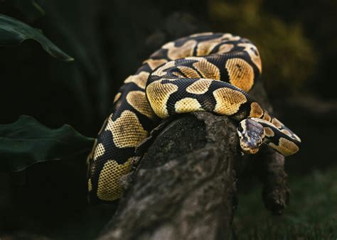 Python Desktop Wallpapers 4k Hd Python Desktop Backgrounds On
