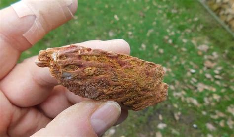 Pterosaur Bone From Morocco Fossil Id The Fossil Forum