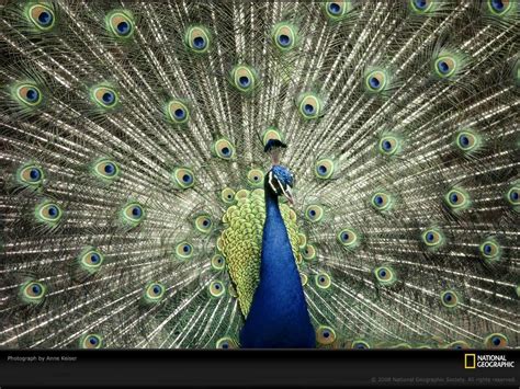 Life In Color: Blue - National Geographic Wallpaper (6818578) - Fanpop