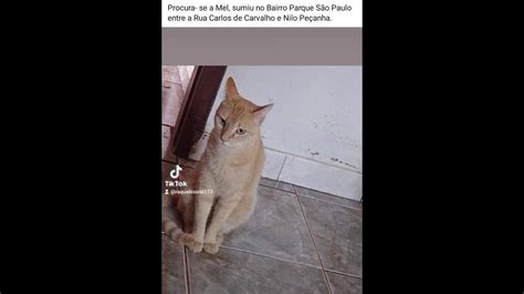 Gata Mel desapareceu no bairro Parque São Paulo CGN O maior portal