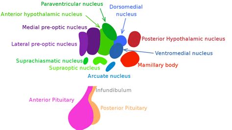 Hypothalamic Nuclei Functions