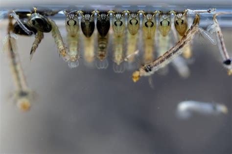 Eu Malaria Fund On Linkedin 𝗘𝗨 𝗠𝗮𝗹𝗮𝗿𝗶𝗮 𝗙𝘂𝗻𝗱 𝗔𝗰𝗵𝗶𝗹𝗹𝗲𝗦 𝗩𝗮𝗰𝗰𝗶𝗻𝗲𝘀