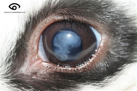 Distrofia Corneal En Conejo Diagnóstico Veterinario