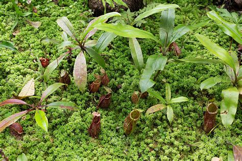 观赏热带猪笼草