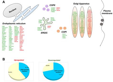 Differentially Accumulated Proteins Dap Belonging To The Classical