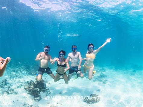 Ningaloo Whaleshark N Dive 2025 All You Need To Know Before You Go