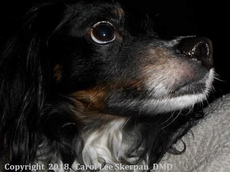 Muscles Knows He Can Toothsome Talk Blog Carol Lee Skerpan Dmd