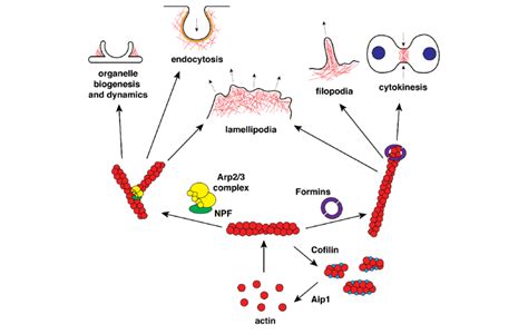 Schematic Diagram Showing Key Pathways Controlling Actin Assembly Download Scientific Diagram