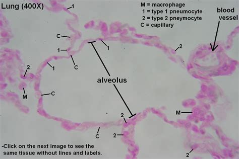 Lung Tissue Histology Alveoli