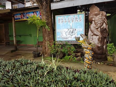 Bohol Python And Wildlife Park Alburquerque Philippines Visiting