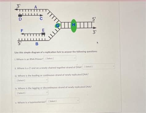 Solved Use This Simple Diagram Of A Replication Fork To