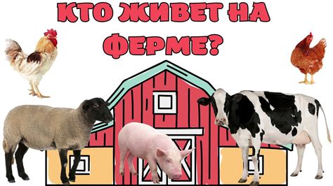 Учим животных по системе Монтессори Развивающие мультики для детей Кто