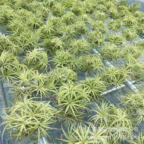 T Ionantha Druid