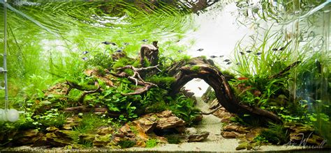 Mengenal Jenis Jenis Aquascape Paling Populer