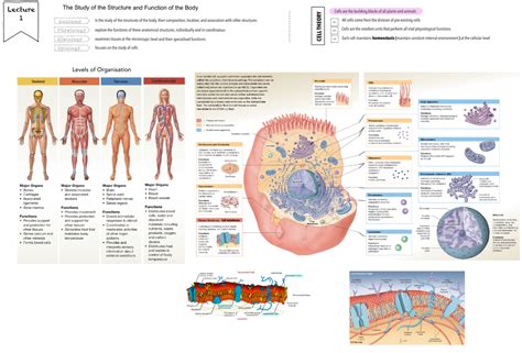 Lecture 1 Cell Intro Intro To Histo Anat Physiol Studocu