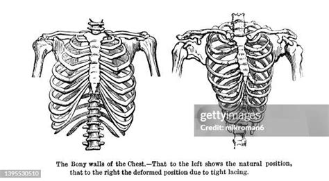 Sternum Anatomy Photos And Premium High Res Pictures Getty Images