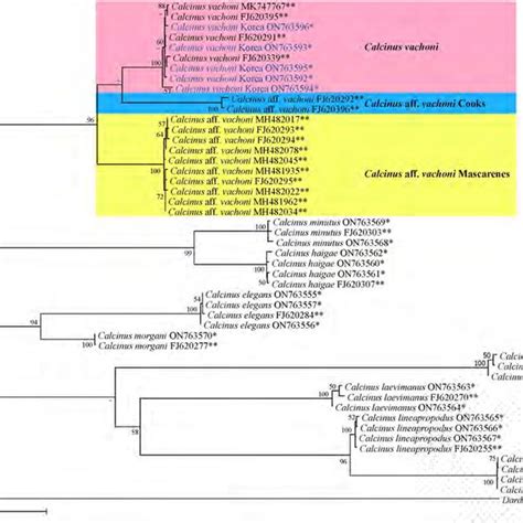 Phylogenetic Tree From The Maximum Likelihood Analysis For Mtdna Cox1
