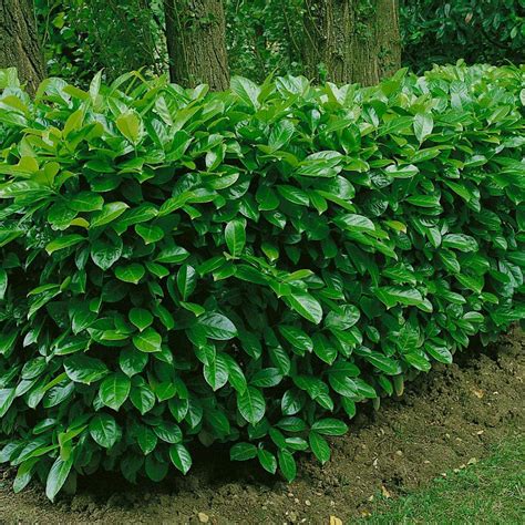 Лавровишня лікарська 2 річна, Лавровишня лекарственная, Prunus ...