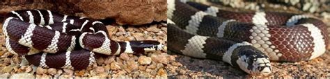 3 Types Of Kingsnakes In California Id Guide Bird Watching Hq