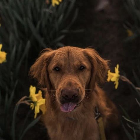All About Canines The Dog Lovers Thread Page 53 The Drunken