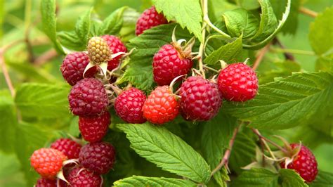 Fall Fruiting Raspberry Care Pruning And Management
