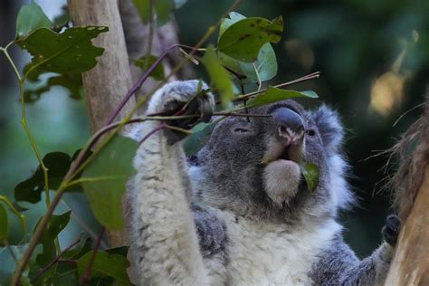 Koalas Eating
